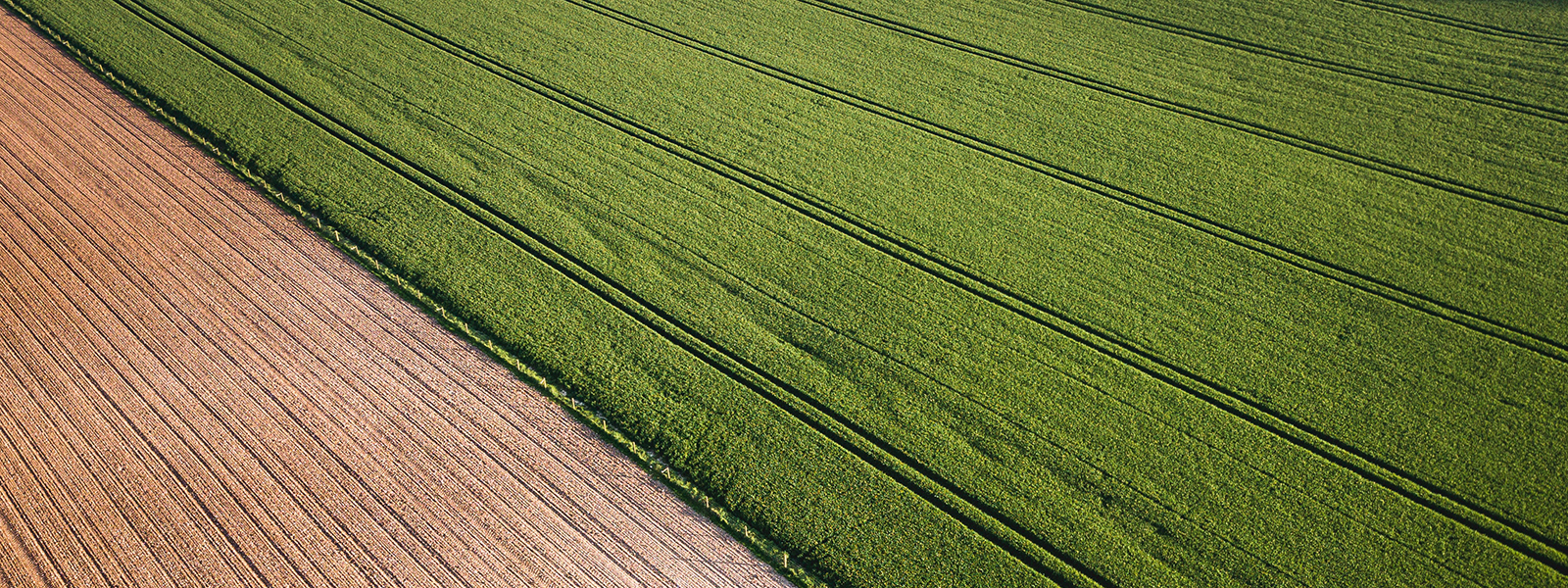 Crop Smart - Intervision Design Avalon Sydney